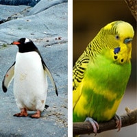 penguin_parrot 200x200 - KiasuParents